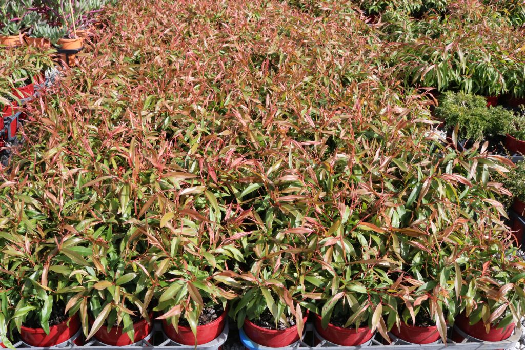 AGONIS FLEXUOSA NANA - The Plant Supply Co.