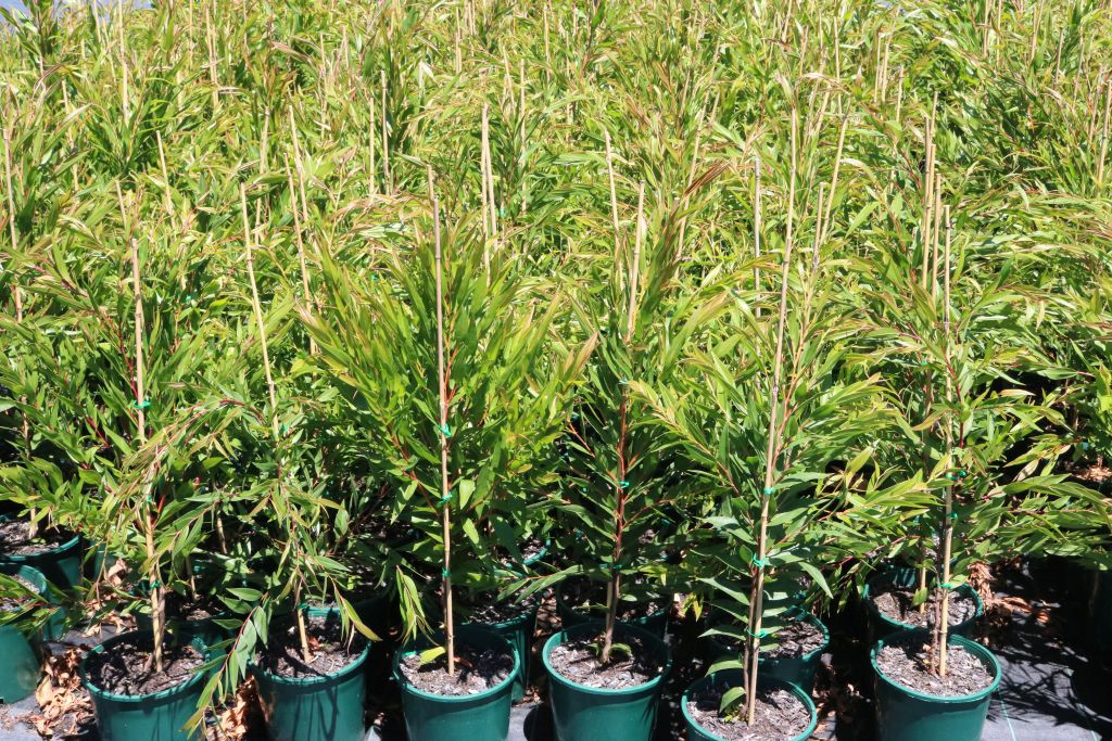 AGONIS FLEXUOSA - The Plant Supply Co.