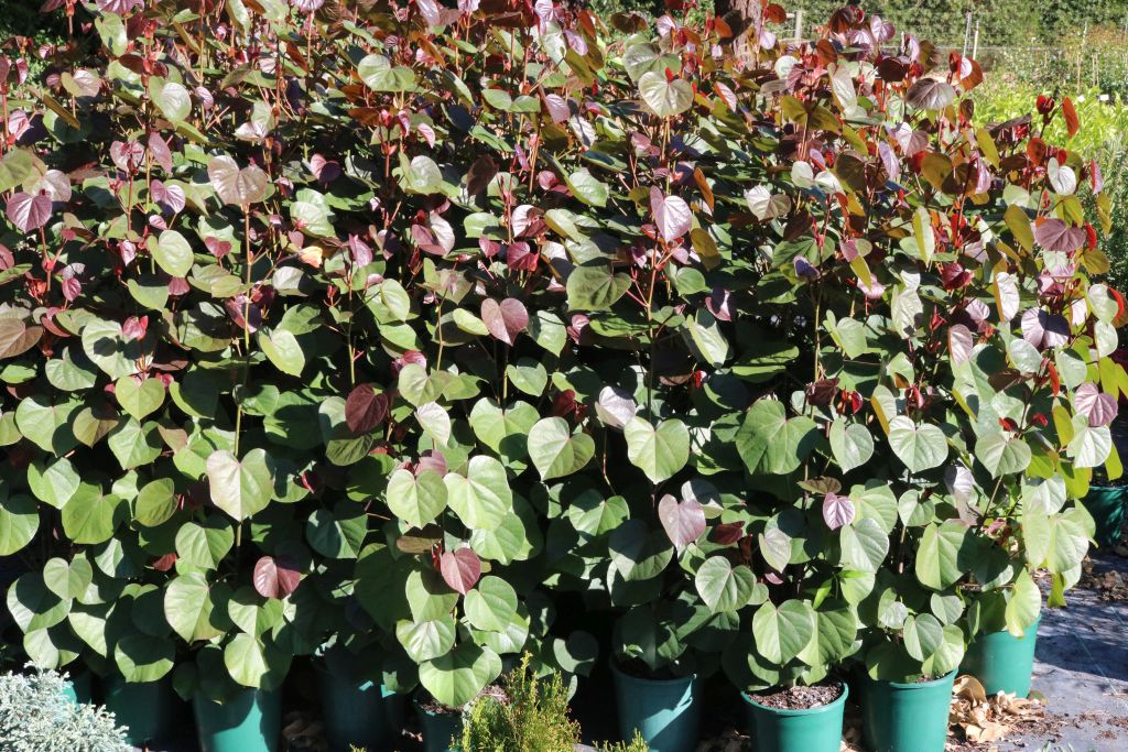 HIBISCUS TILIACEUS RUBRA - The Plant Supply Co.