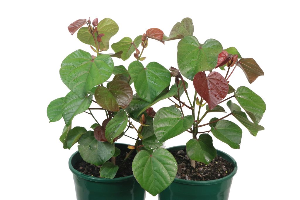 HIBISCUS TILIACEUS RUBRA - The Plant Supply Co.
