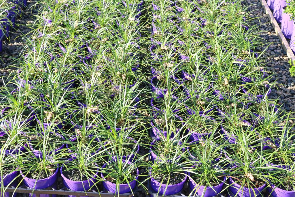 LIRIOPE EMERALD CASCADE - The Plant Supply Co.