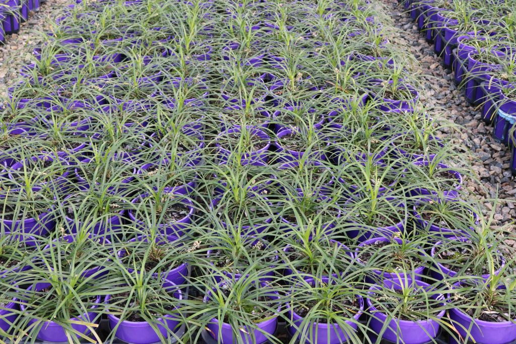 LIRIOPE EMERALD CASCADE - The Plant Supply Co.