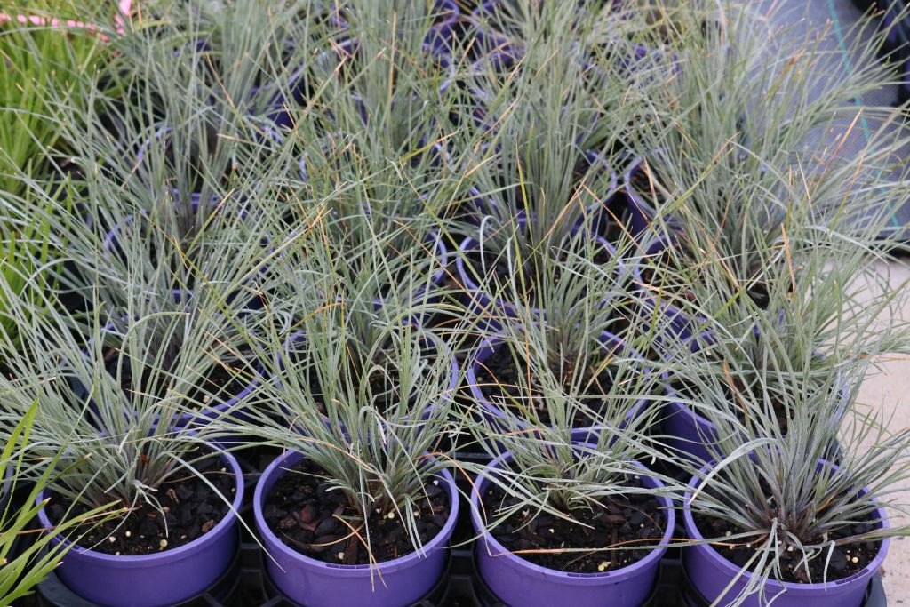 LOMANDRA FROSTY TOP - The Plant Supply Co.