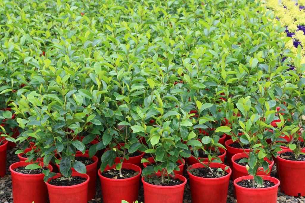 MICHELIA FIGO COCO - The Plant Supply Co.