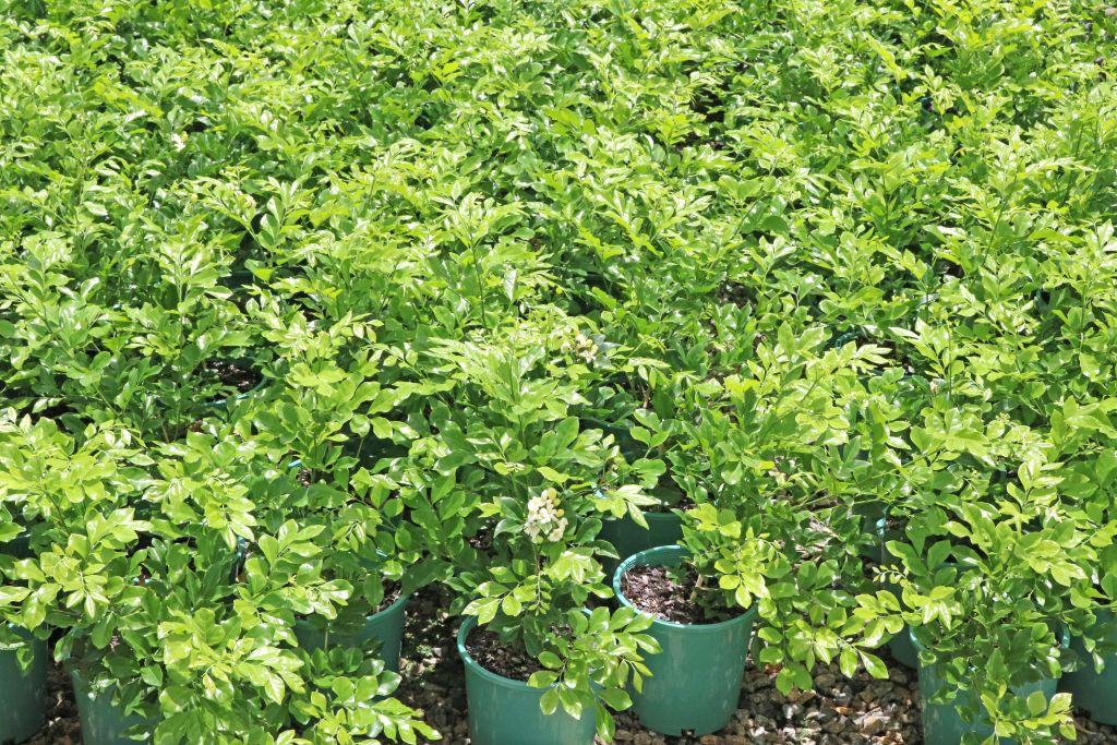 MURRAYA PANICULATA - The Plant Supply Co.