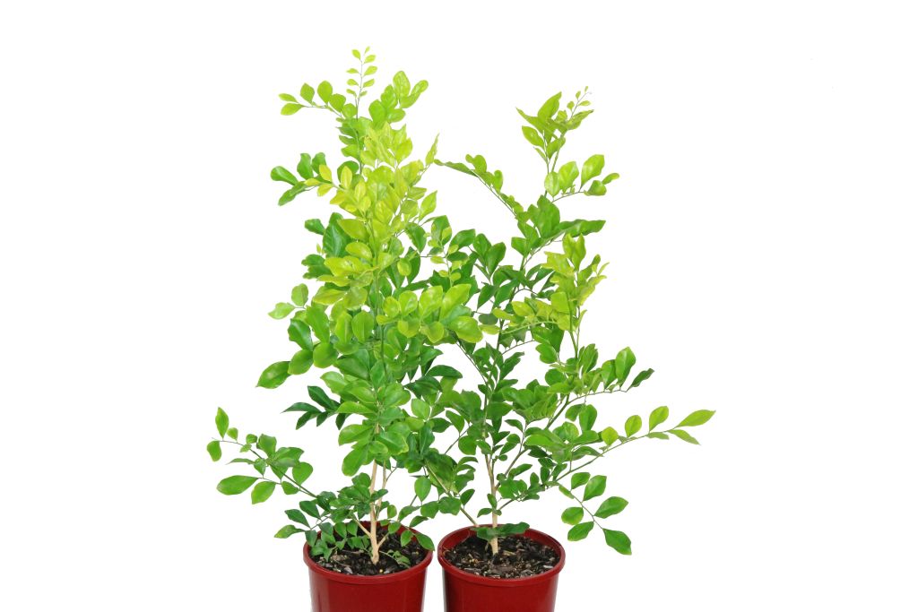 MURRAYA PANICULATA - The Plant Supply Co.