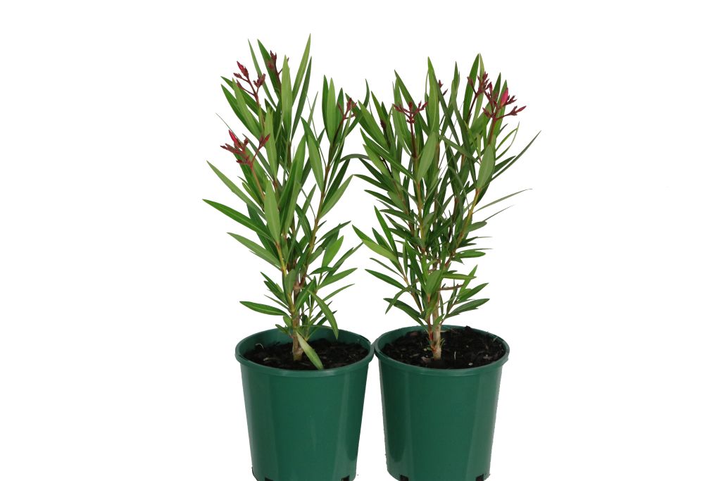 NERIUM OLEANDER ISABELLA - The Plant Supply Co.