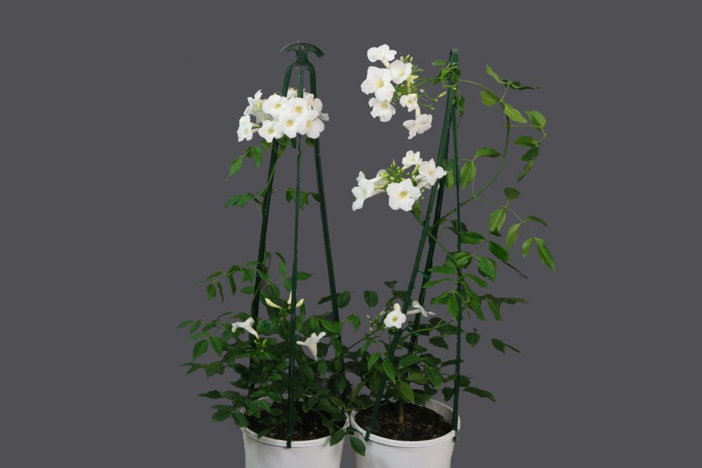PANDOREA JASMINOIDES LADY DI - The Plant Supply Co.